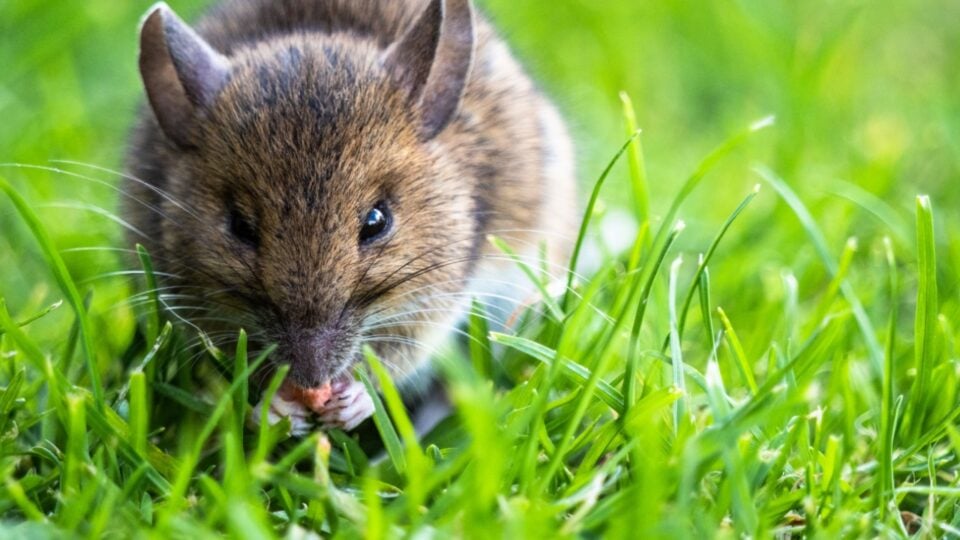 4 Tips To Get Pesky Shrews Out Of The Yard This Years