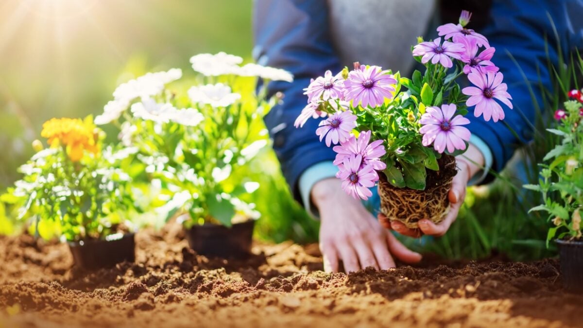12 Tips For Starting A Flower Garden From Scratch