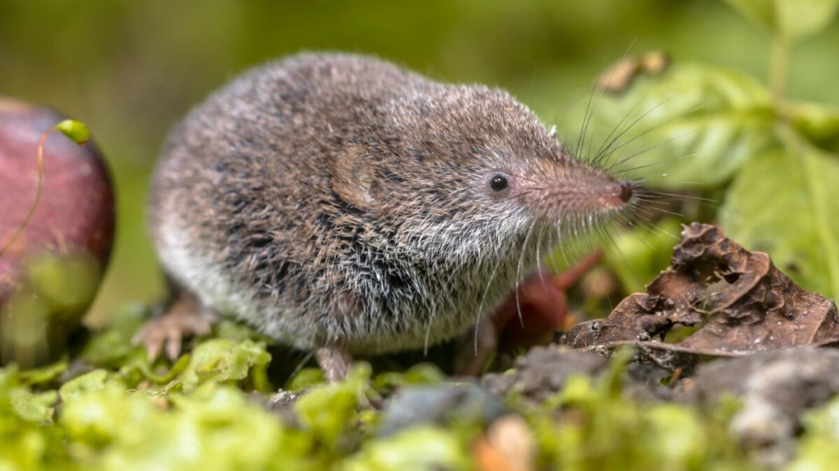 How To Get Rid Of Shrews In The Yard: 4 Great Tips