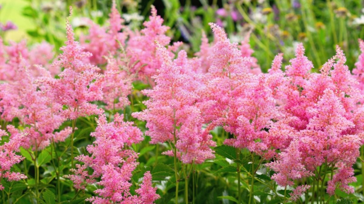 9 Pink Shade Perennials To Liven Up A Shady Garden