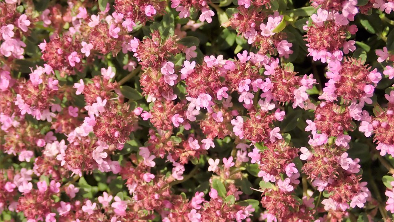 10 Great Ground Cover Plants For Slopes