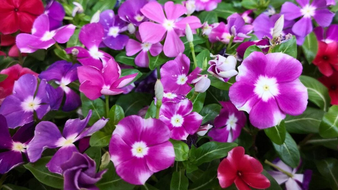 27 Ground Cover Plants For Clay Soil You'll Love