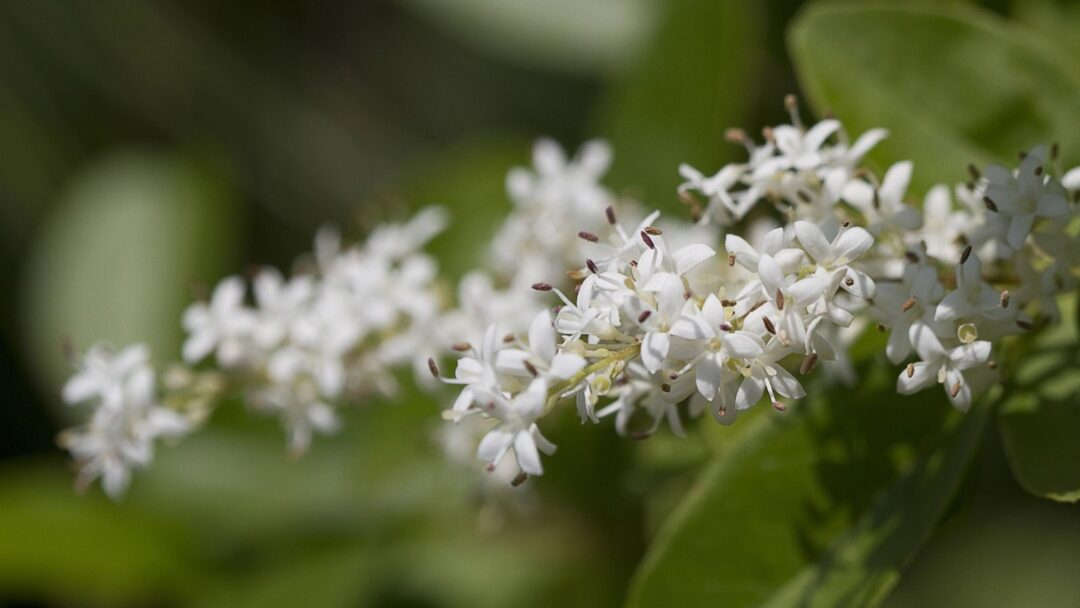 11 Invasive Plants In Tennessee (And 22 Native Plants To Grow Instead)