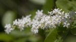 11 Invasive Plants In Tennessee (And 22 Native Plants To Grow Instead)