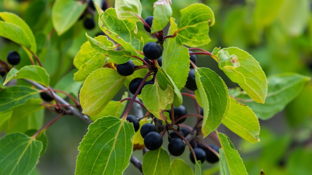 12 Common Invasive Plants In Ohio Gardens (And 24 Natives To Plant Instead)