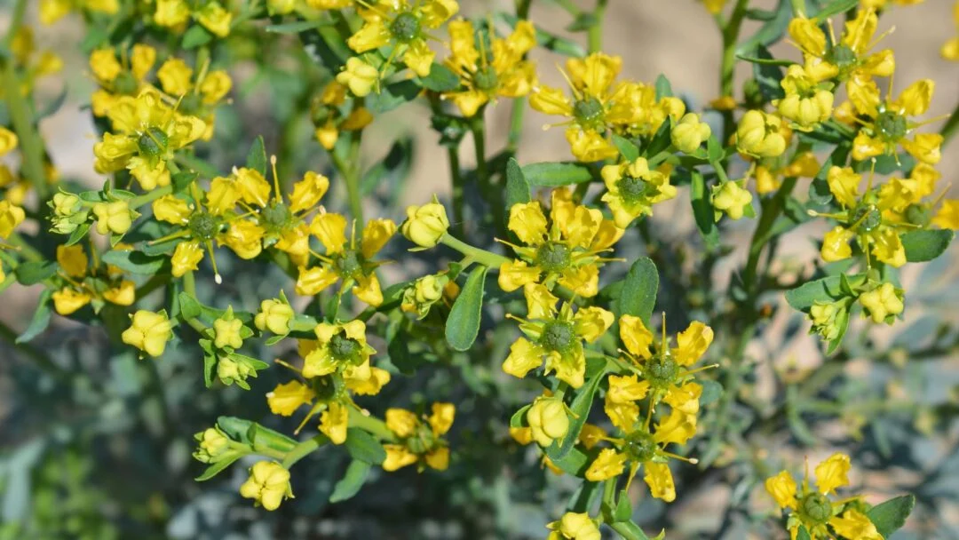 7 Companion Plants For Sage (And 3 To Skip)