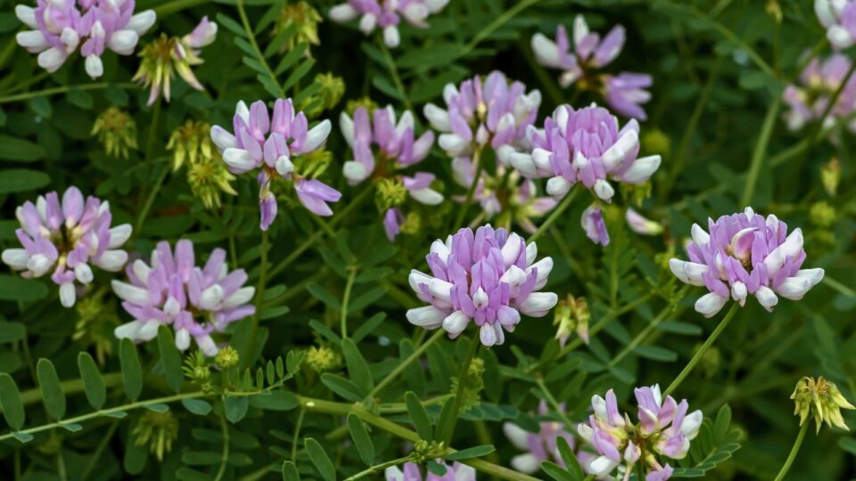 29 Ground Cover Plants For Clay Soil You'll Love