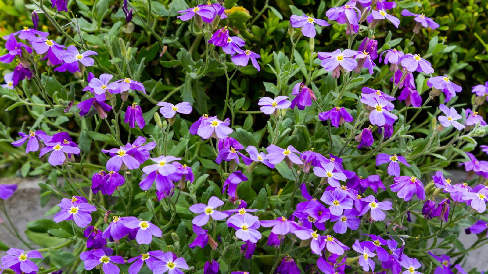 12 Common Invasive Plants In Ohio Gardens (And 24 Natives To Plant Instead)