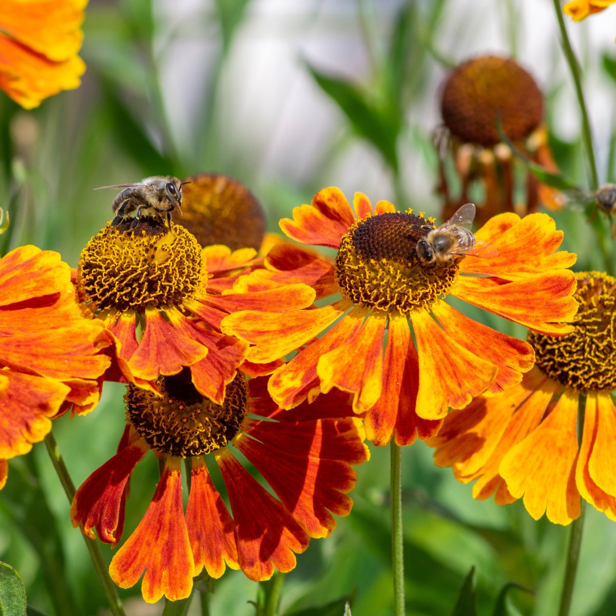 11 Orange Shade Perennials You'll Love