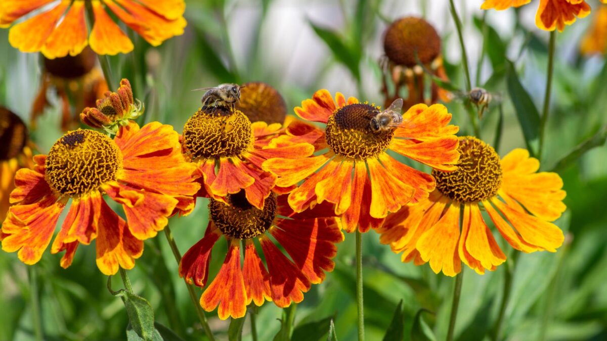 11 Orange Shade Perennials You'll Love