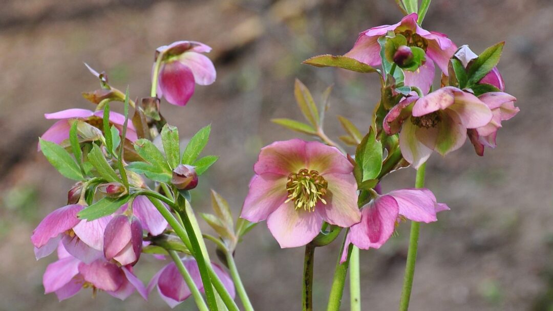 9 Pink Shade Perennials To Liven Up A Shady Garden