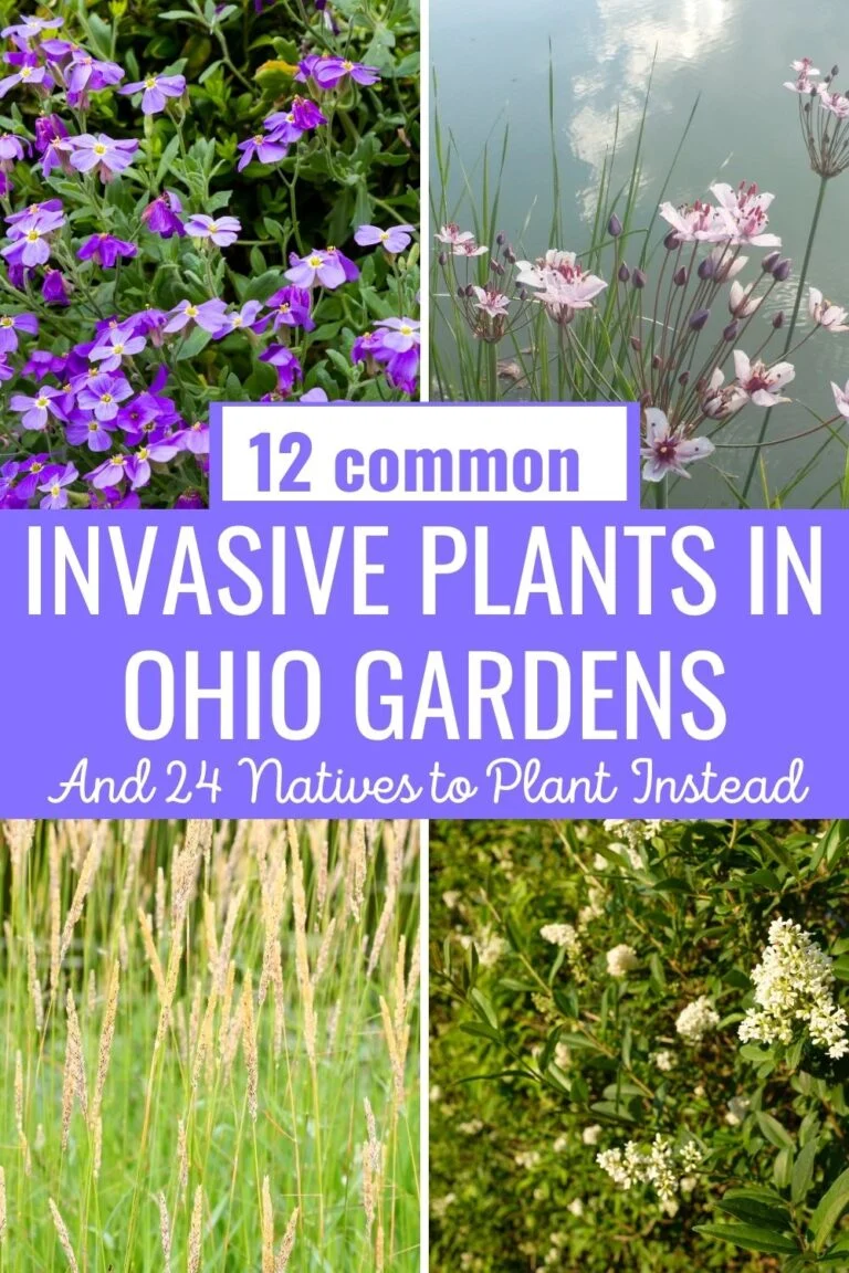 12 Common Invasive Plants In Ohio Gardens (And 24 Natives To Plant Instead)