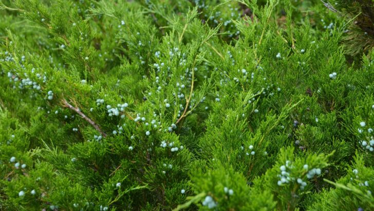 9 Invasive Plants In Oklahoma (And 18 Natives To Plant Instead)