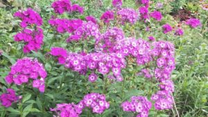 9 Pink Shade Perennials To Liven Up A Shady Garden
