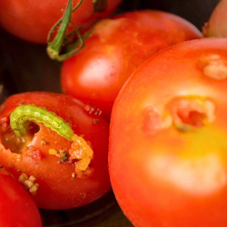 How To Save A Dying Tomato Plant