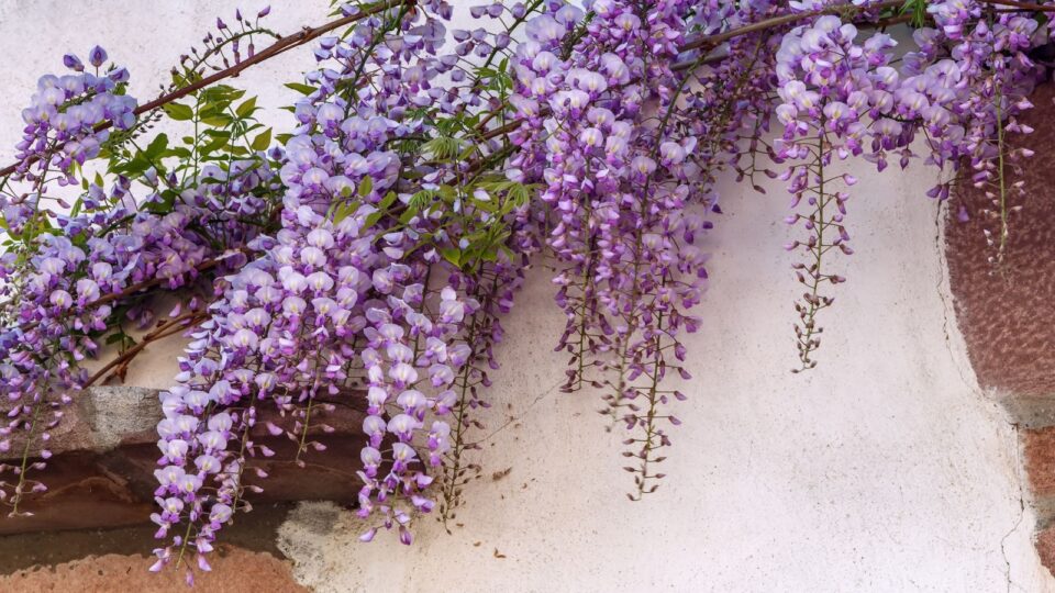 9 Invasive Plants In Oklahoma (And 18 Natives To Plant Instead)