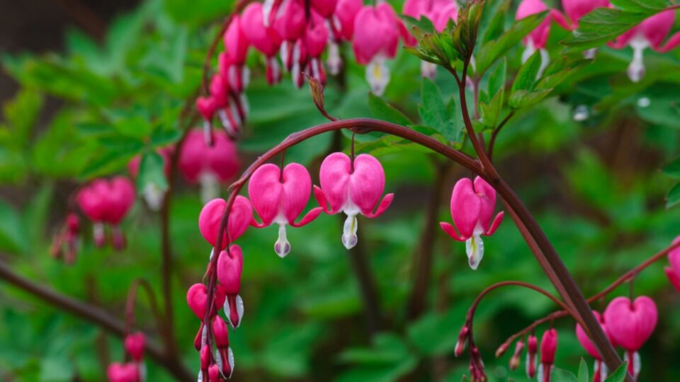 14 Plants And Flowers That Keep Squirrels Out Of Your Yard