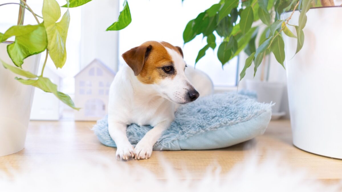 Indoors And Outdoors: 10 Toxic Plants That Put Pets At Risk