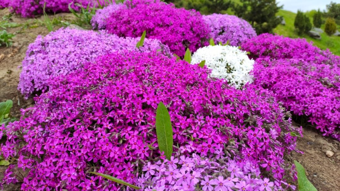 15 Short Perennial Flowers Great For Small Gardens