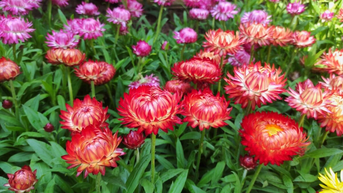 11 Beautiful Bi-Color Annuals To Plant This Year