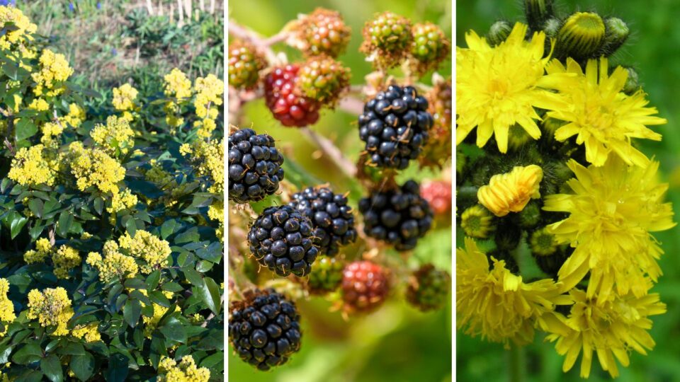 9 Invasive Plants In Oregon Gardens (And 18 Natives To Plant Instead)