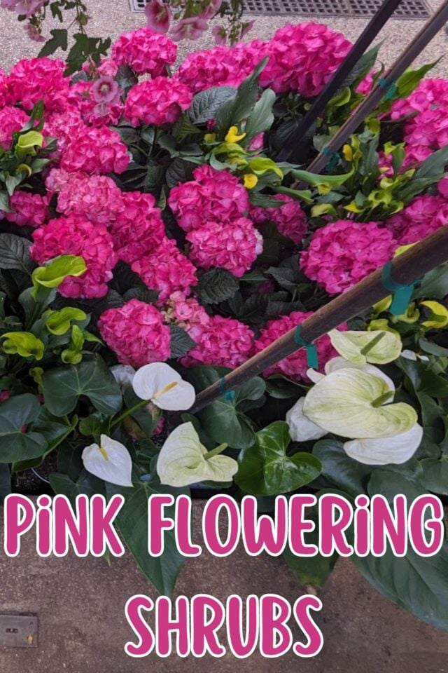 Pink Flowering Shrubs For Any Garden