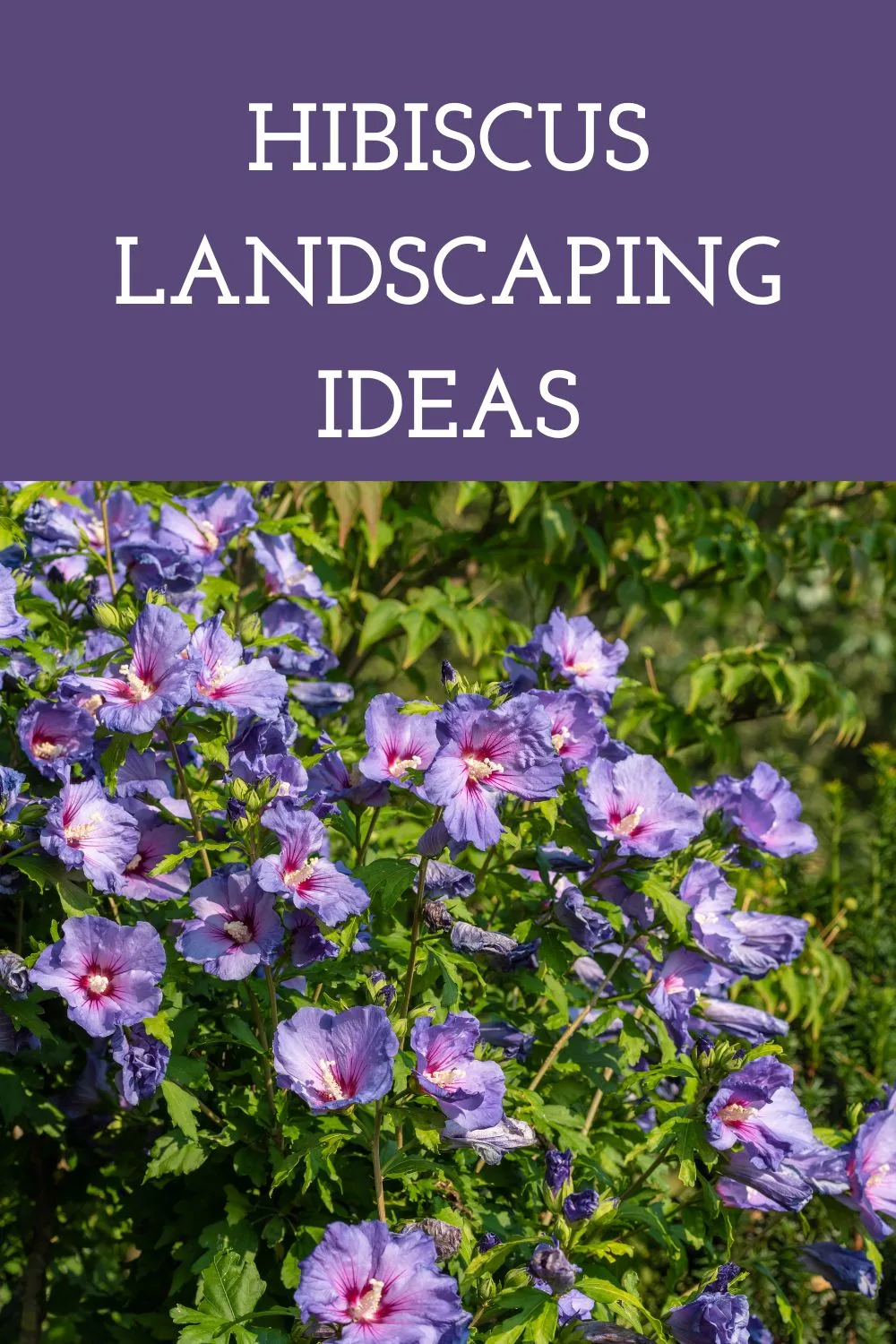 Landscaping With Hibiscus For A Unique Tropical Look