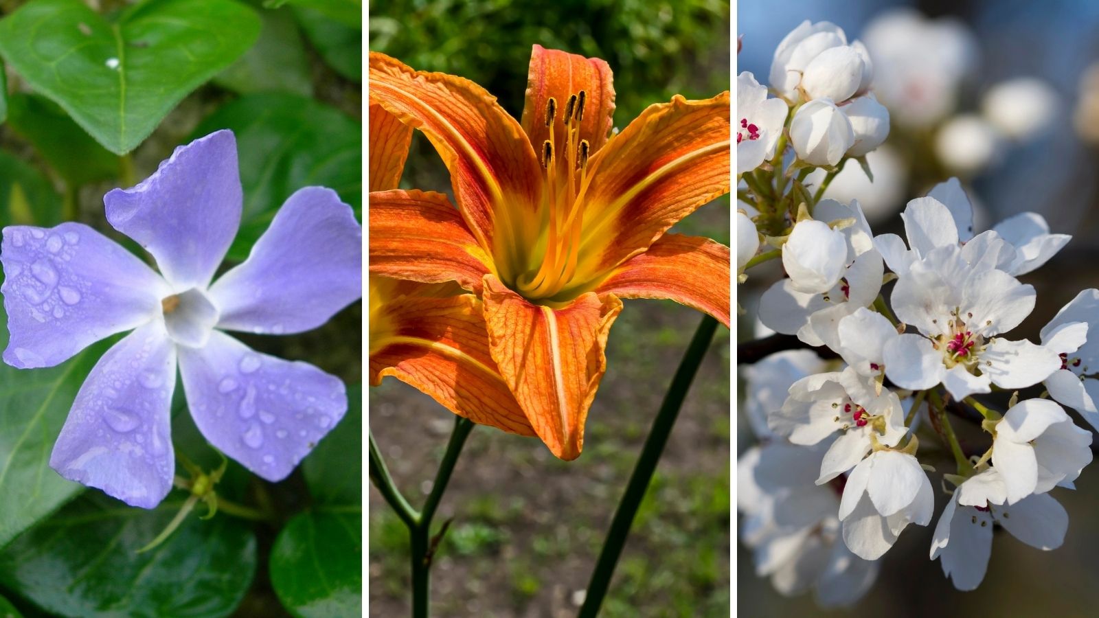 11 Invasive Plants In Pennsylvania Gardens (And 22 Natives To Plant ...