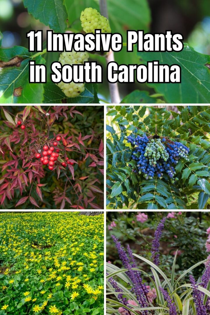 11 Invasive Plants In South Carolina Yards (And 22 Natives To Plant ...