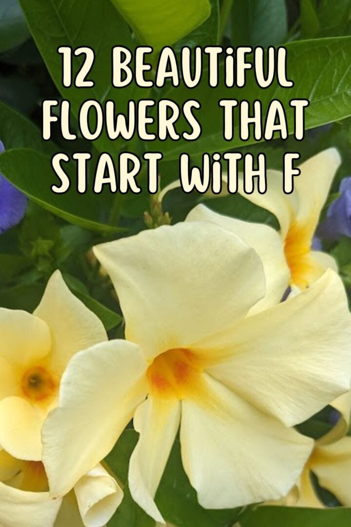 12 Beautiful Flowers That Start With F