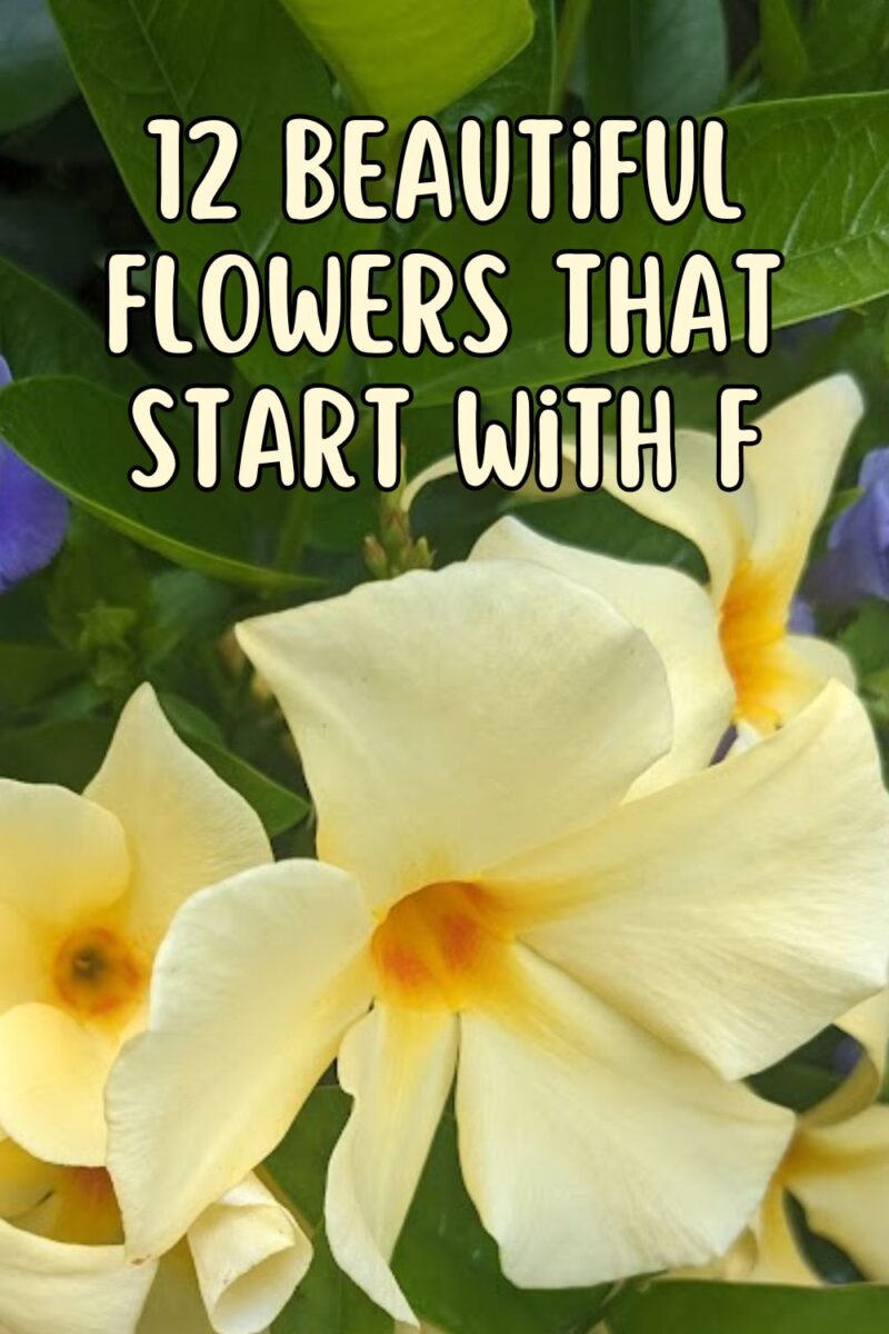 12 Beautiful Flowers That Start With F