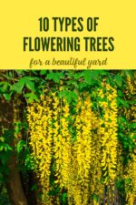 10 Types Of Flowering Trees For A Beautiful Yard