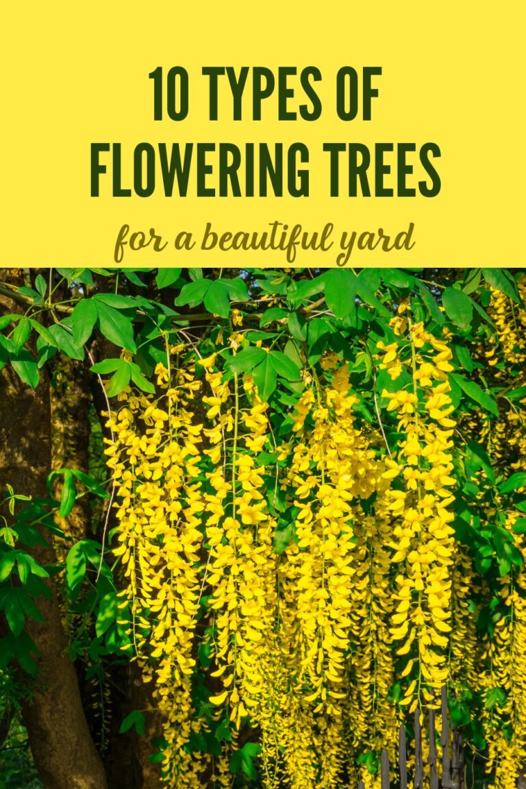 10 Types Of Flowering Trees For A Beautiful Yard