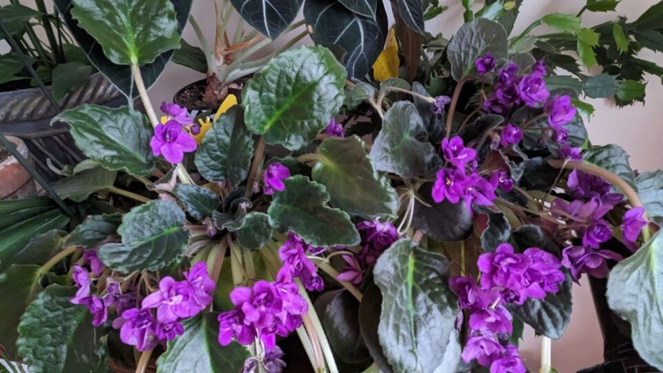 Are African Violets Poisonous To Cats?