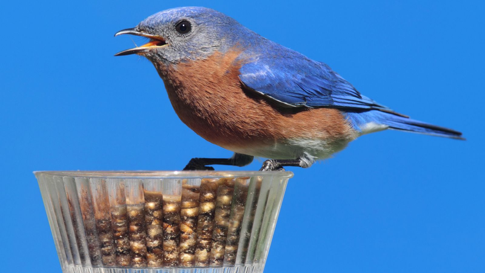 Keep These Cheap Bird Suets Out Of The Yard