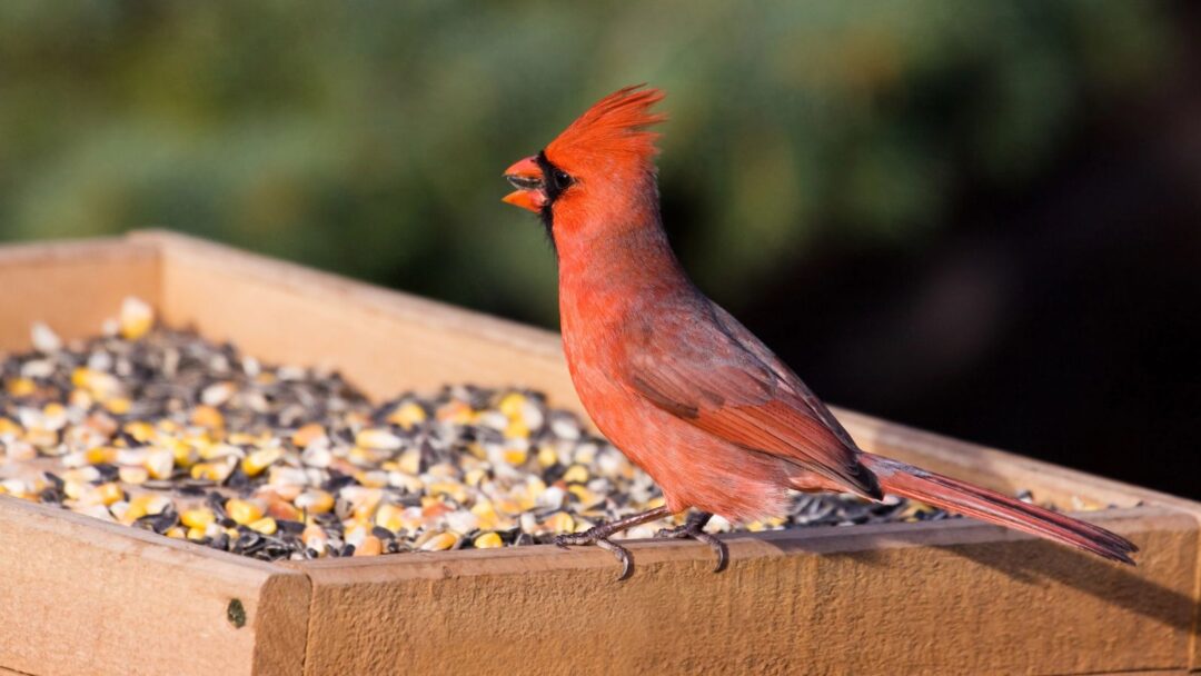Attract Your Favorite Birds This Winter With The Right Bird Feeder
