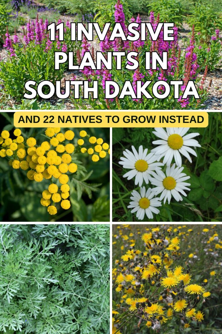 11 Invasive Plants In South Dakota (And 22 Natives To Grow Instead)