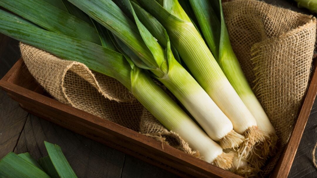 11 Best Winter Garden Plants To Grow This Year