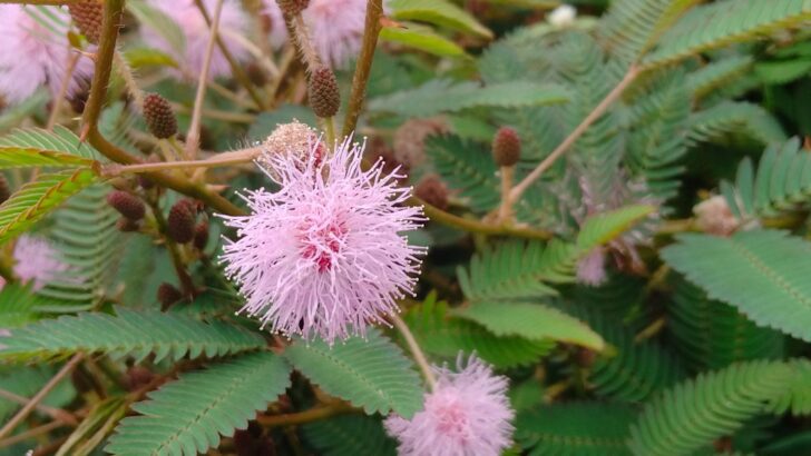 11 Invasive Plants In Tennessee (And 22 Native Plants To Grow Instead)