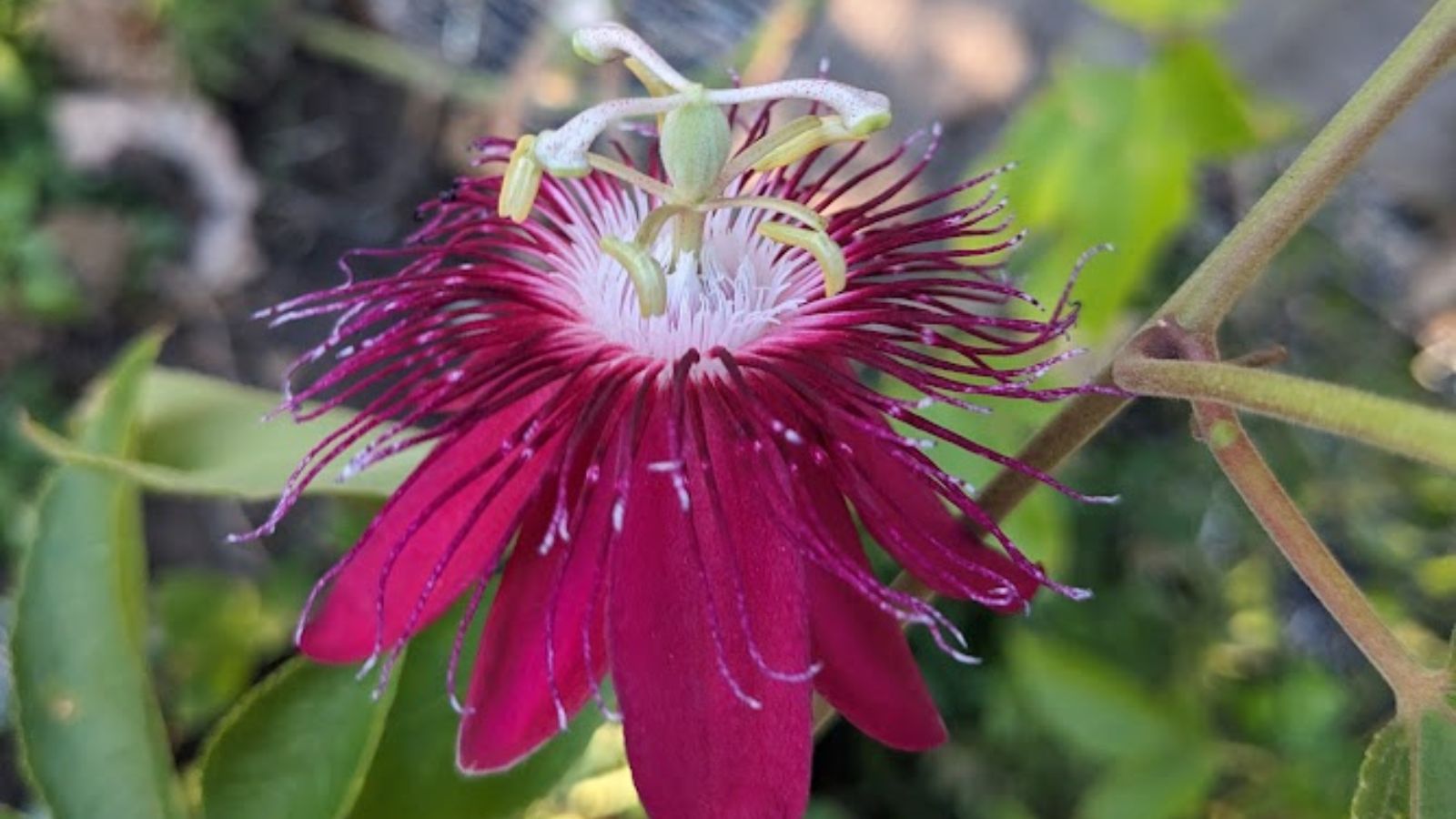 Make Your Garden Stand Out With These 10 Unusual Plants