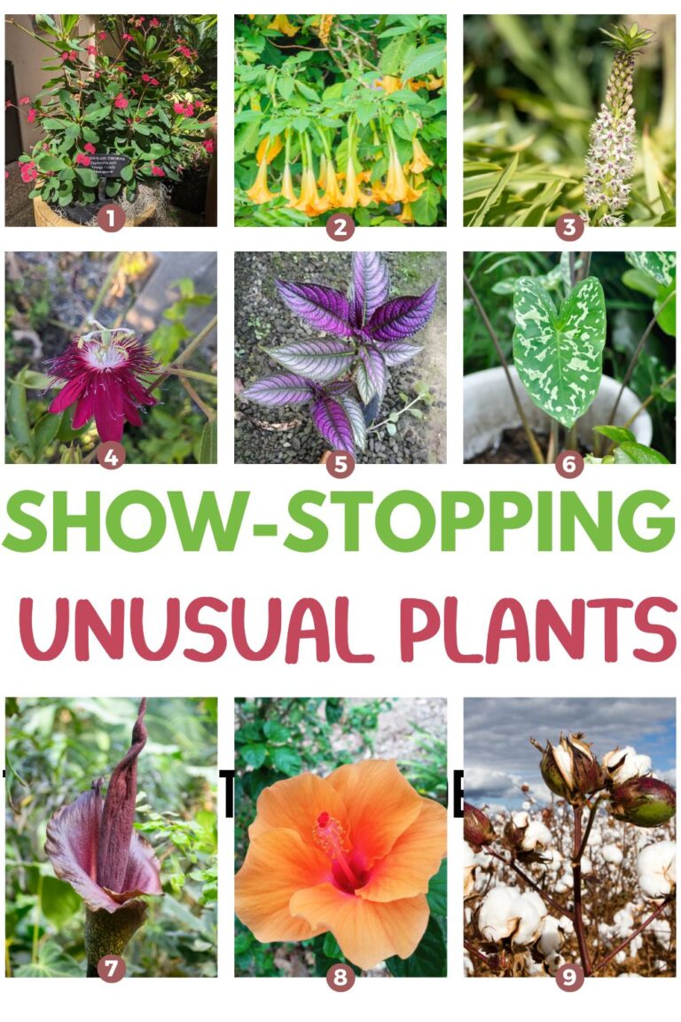 Make Your Garden Stand Out With These 10 Unusual Plants
