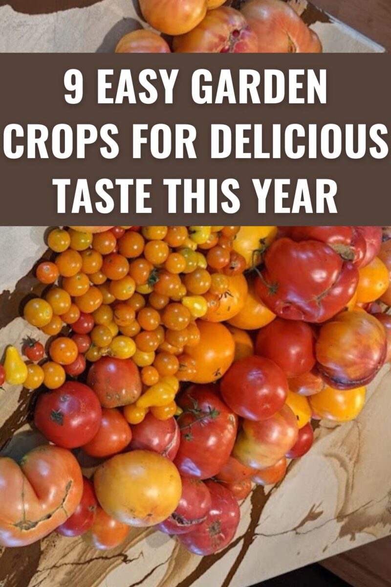 9 Easy Garden Crops For Delicious Taste This Year