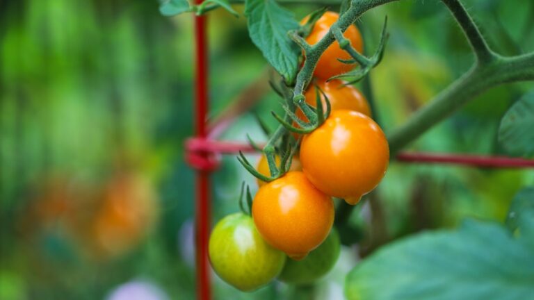 Common Tomato Problems That Could Ruin Your Crop (And What To Do)
