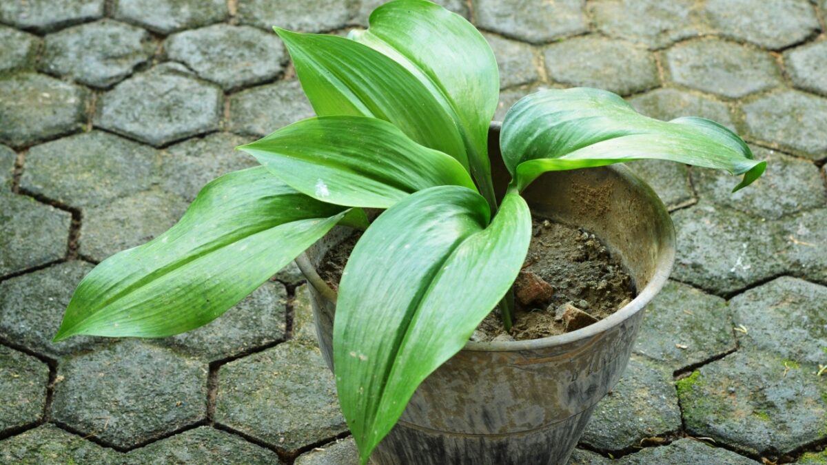 15 Houseplants That Can Live For Decades