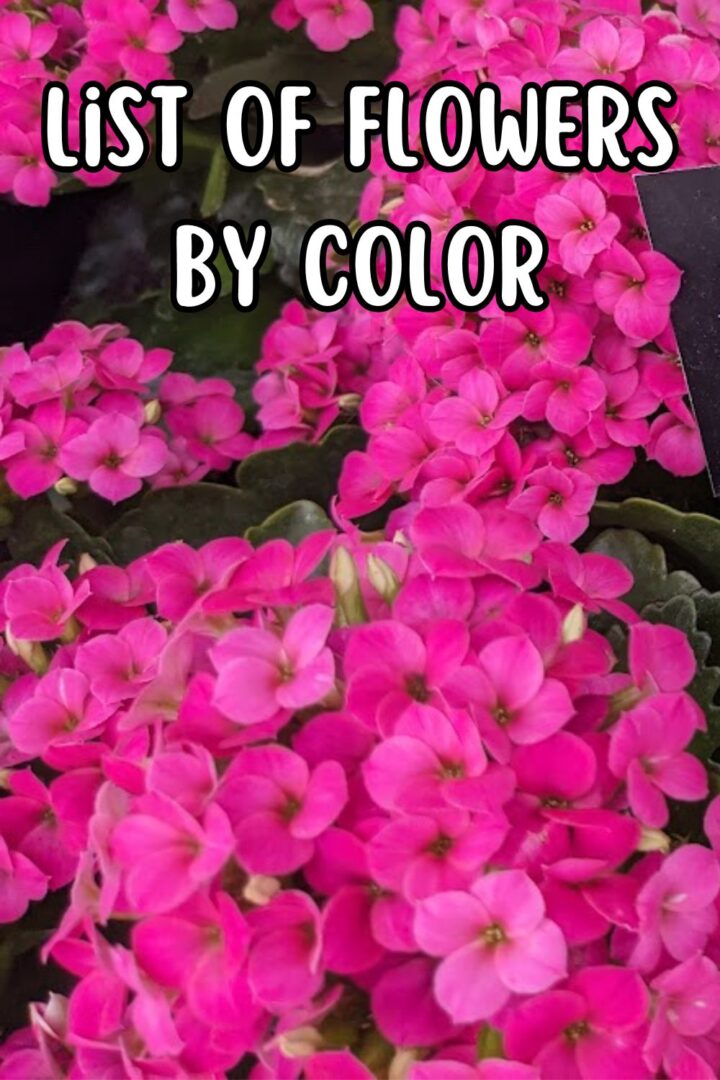 Find Flowers By Color To Beautify Your Garden