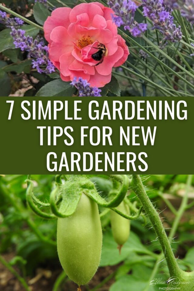 7 Simple Gardening Tips For New Gardeners