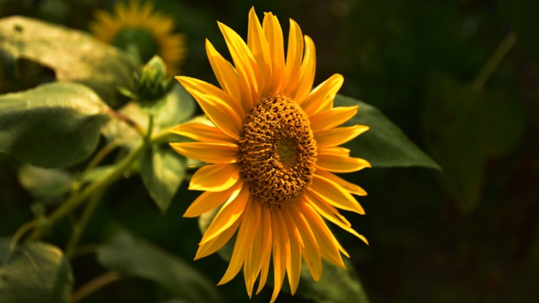 27 Bright And Colorful Flowers With Pictures