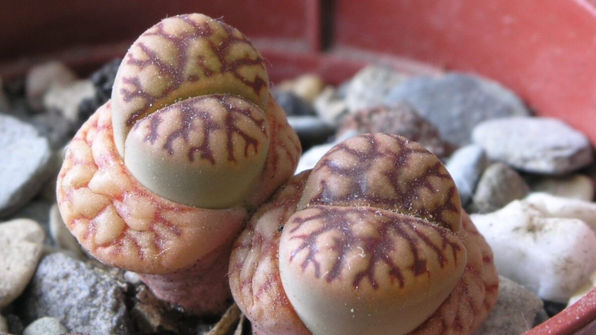 23 Unique Beautiful Cacti For Home