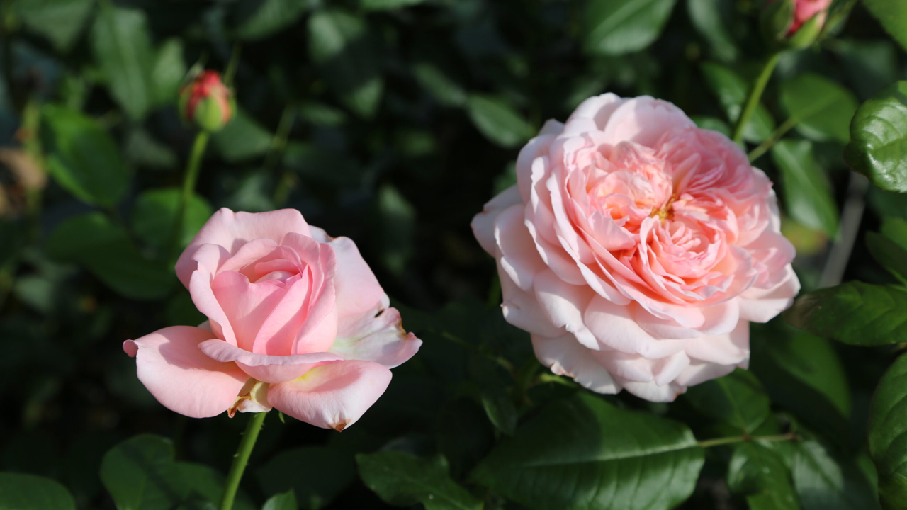 The New Martha Stewart Hybrid Tea Rose Debuts In The US