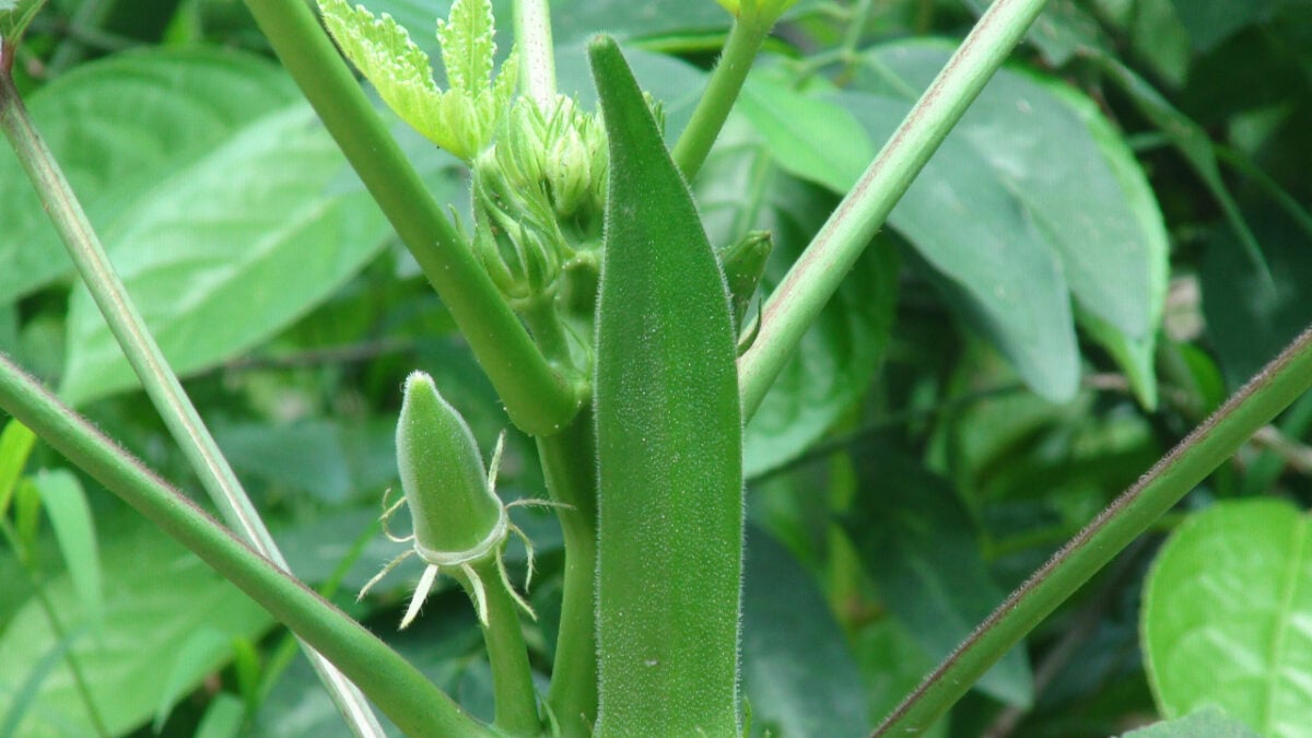 17 Delicious Vegetables You Can Ferment At Home